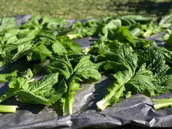 Gundruk: A Traditional Nepali Fermented Vegetable