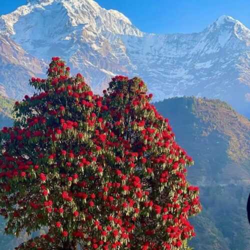 Rhododendron(Lali Guras): National Flower Of Nepal