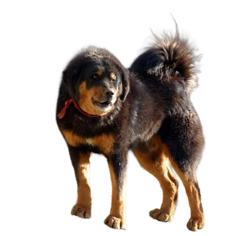 Popular Dog Breeds In Nepal: Your Ultimate Guide