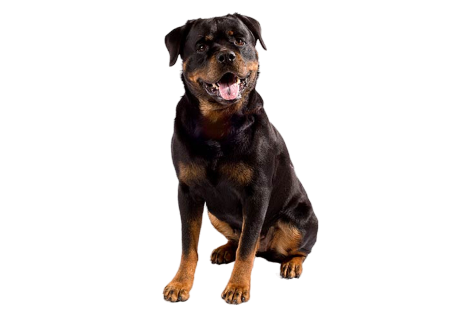 Popular Dog Breeds In Nepal: Your Ultimate Guide