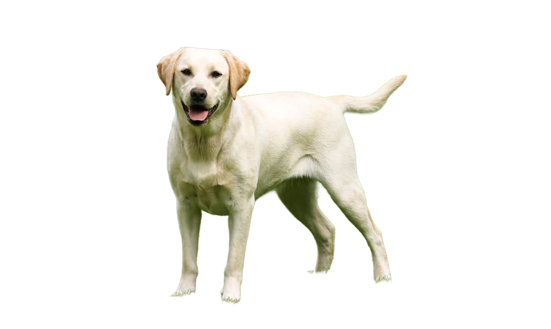 Popular Dog Breeds In Nepal: Your Ultimate Guide