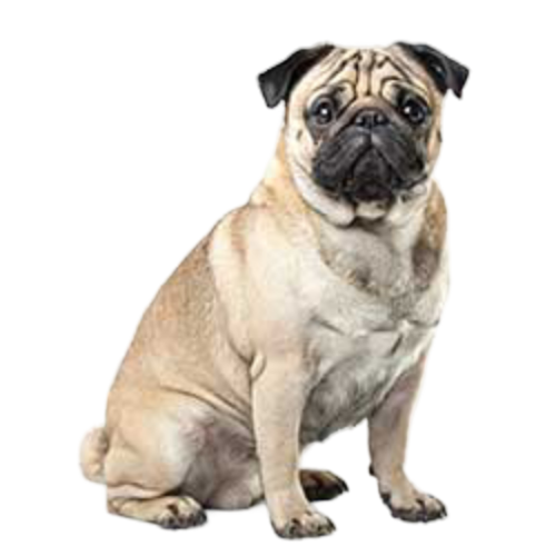 Popular Dog Breeds In Nepal: Your Ultimate Guide